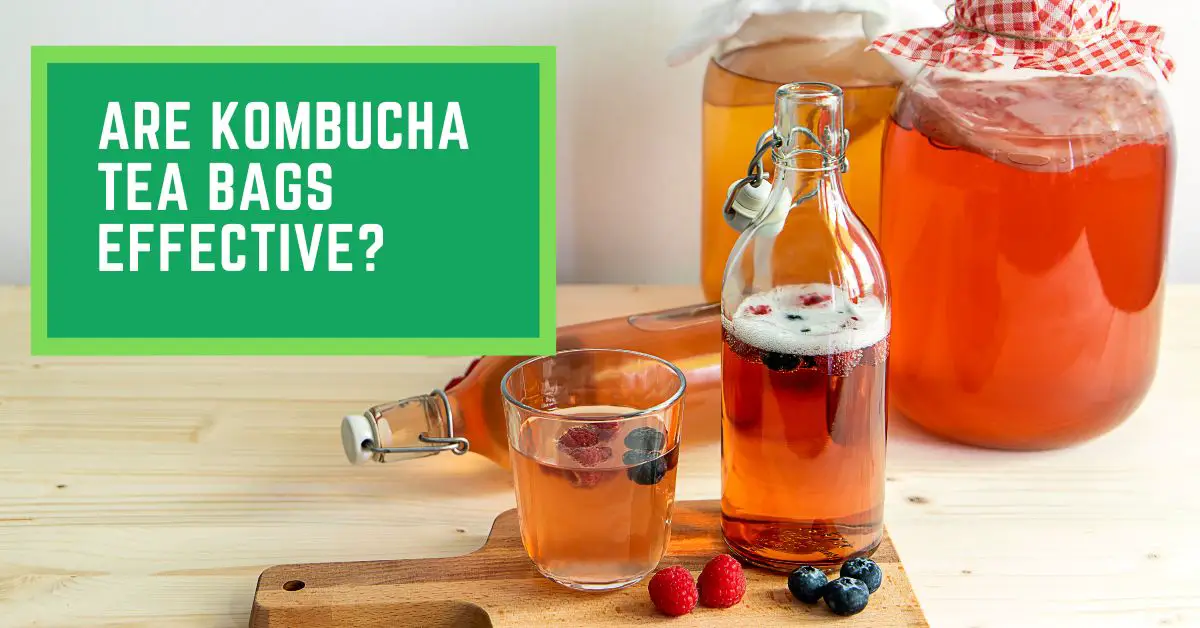 Are Kombucha Tea Bags Effective? Things You Need to Know About Kombucha Tea Bags. - Talk Leisure