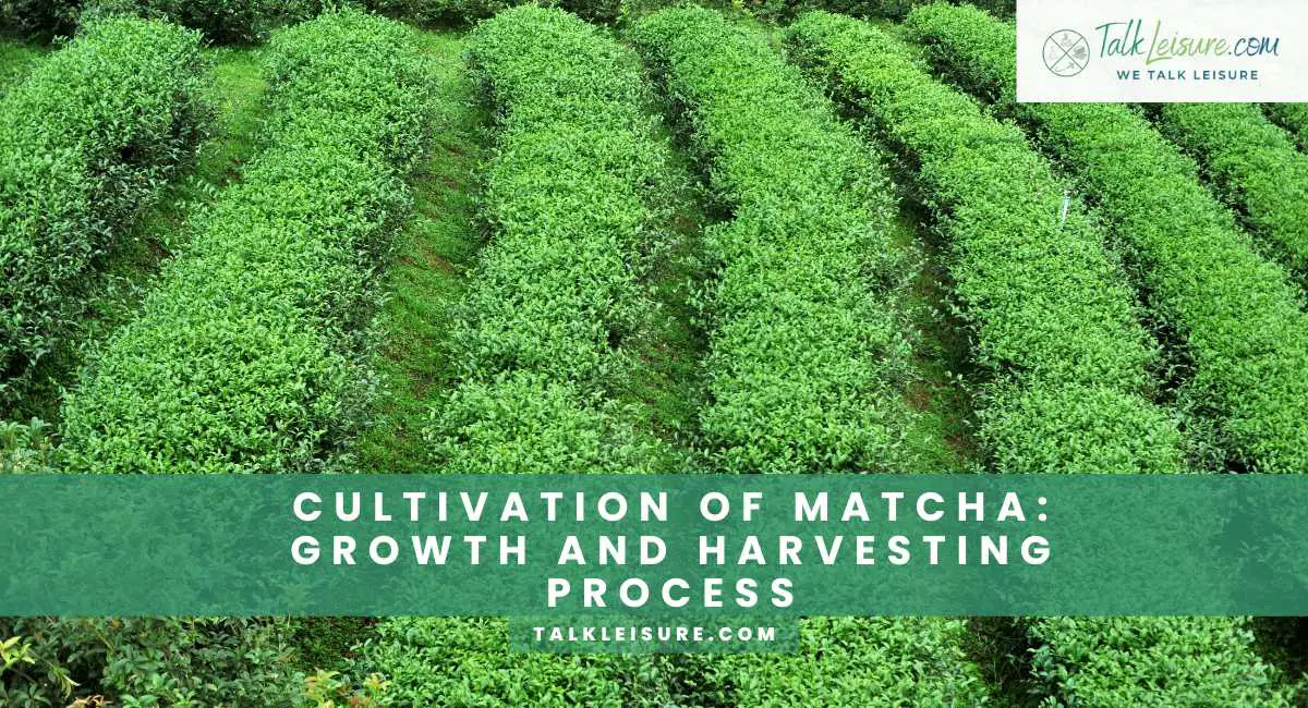 A Deep Dive into Matcha: History, Preparation, and Benefits. - Talk Leisure