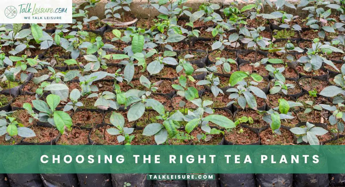 A Guide to Starting Your Own Tea Garden at Home. - Talk Leisure