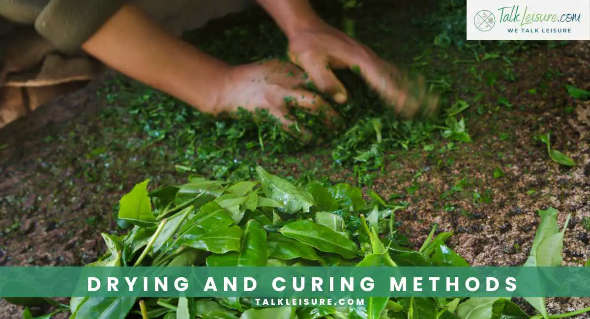 A Guide to Starting Your Own Tea Garden at Home. - Talk Leisure