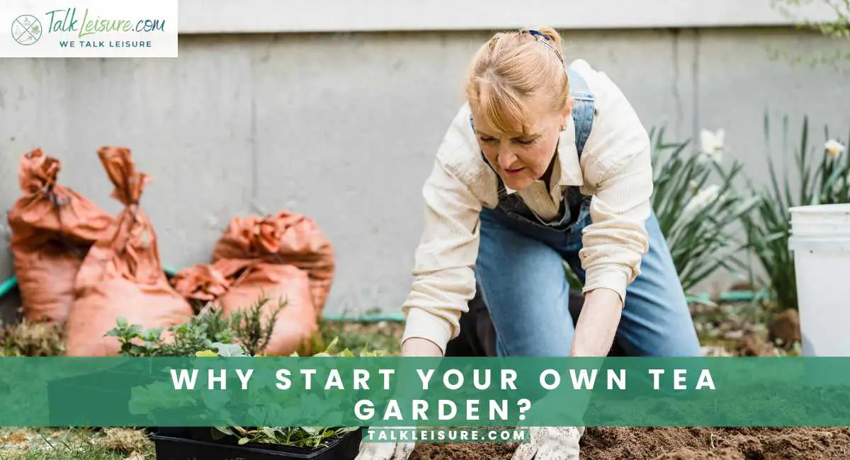 A Guide to Starting Your Own Tea Garden at Home. - Talk Leisure